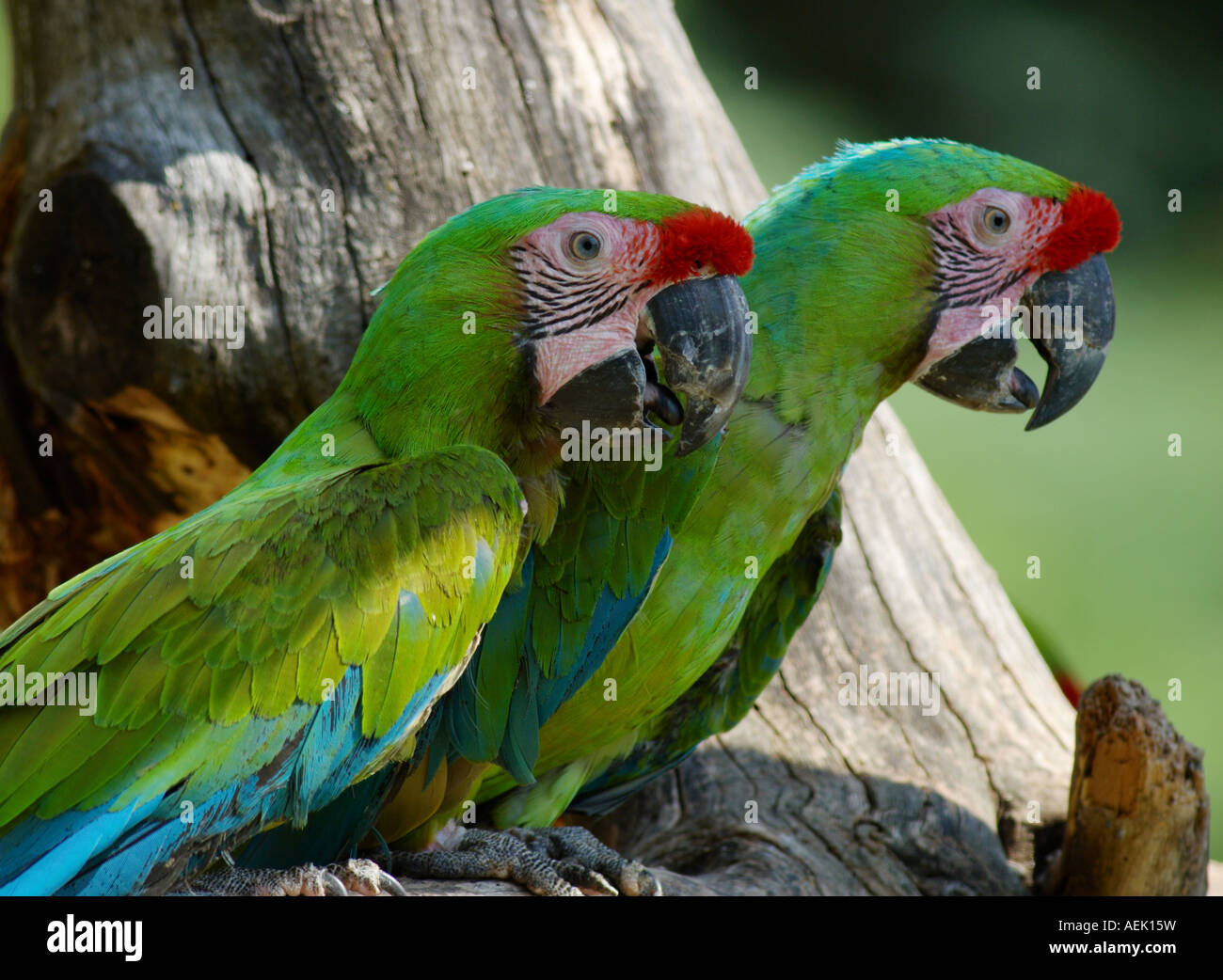 Great green macaws hi-res stock photography and images - Alamy