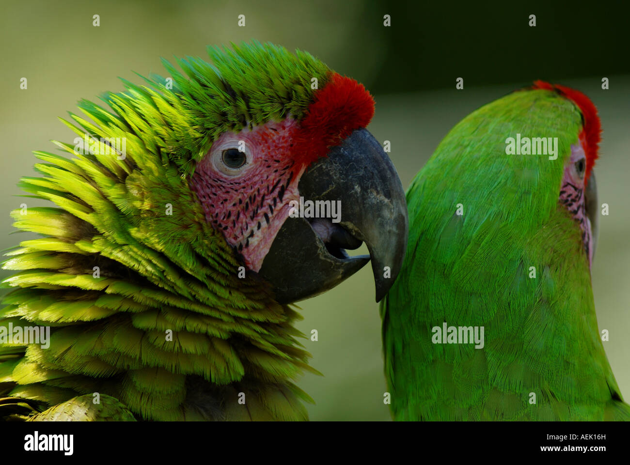 Great Green Macaws (Ara ambiguus Stock Photo - Alamy