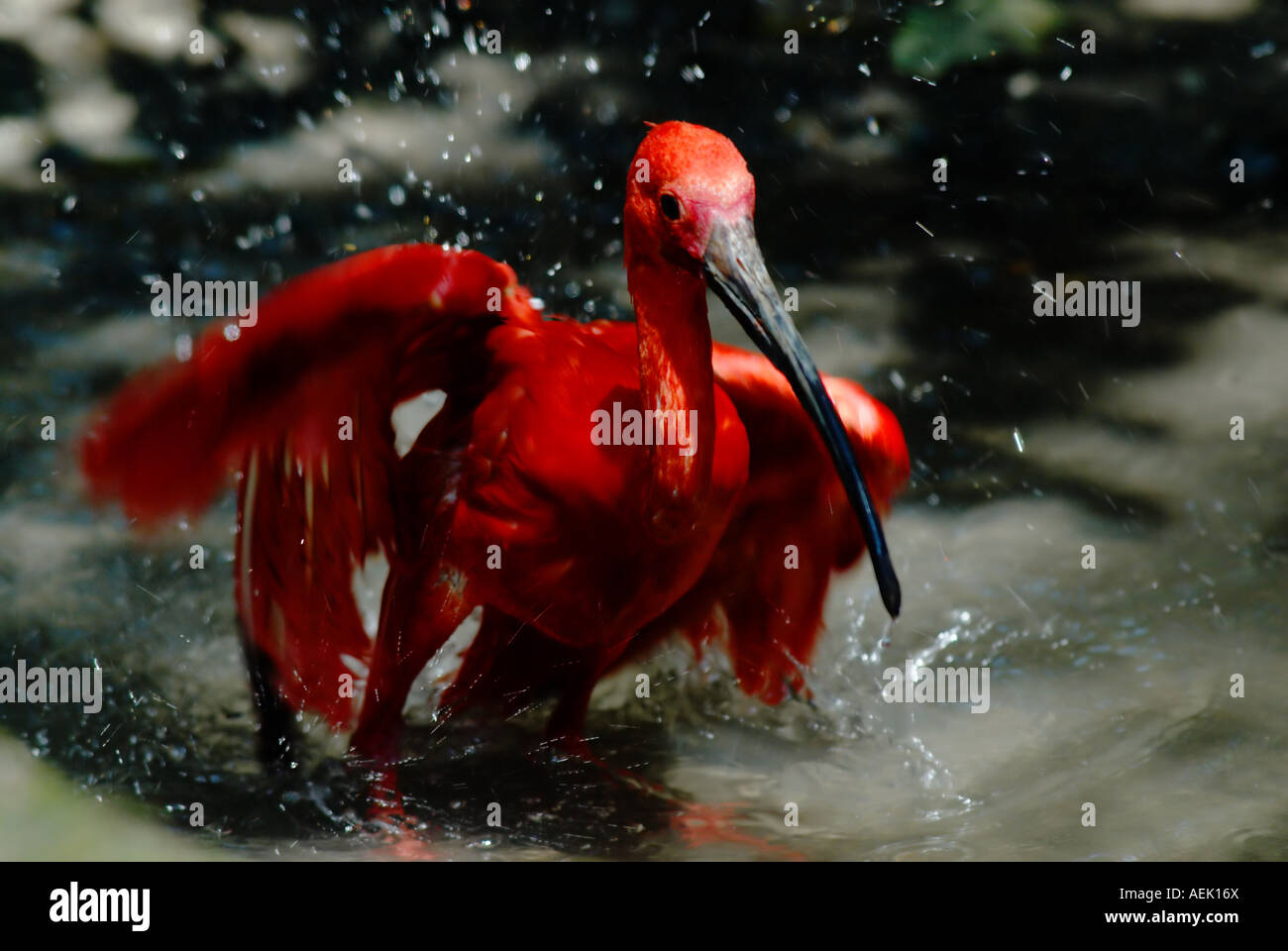 Scarlet ibis hi-res stock photography and images - Alamy
