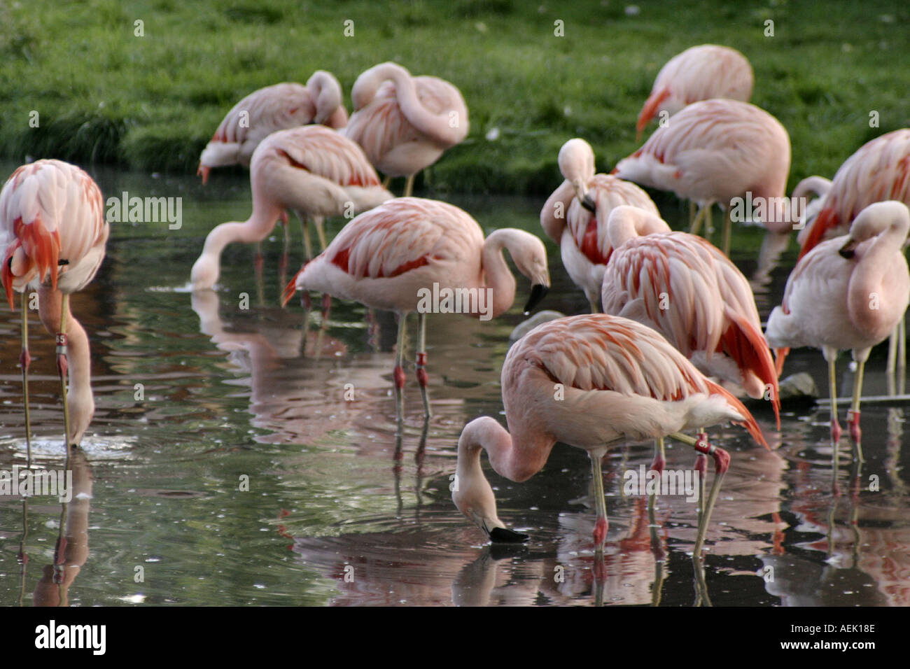Captive flamingos hi-res stock photography and images - Alamy