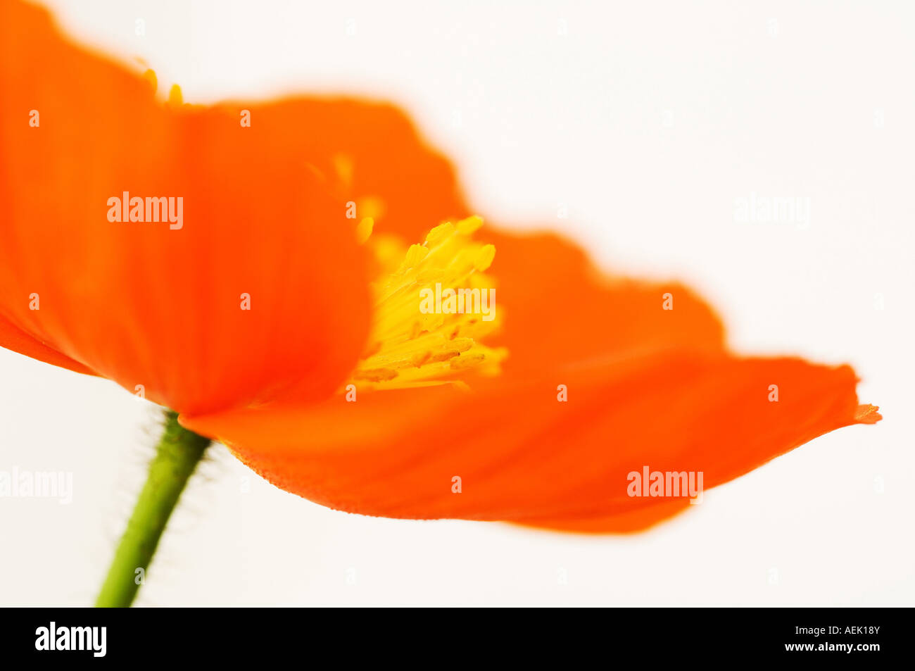 Iceland poppy (Papaver nudicaule Stock Photo - Alamy