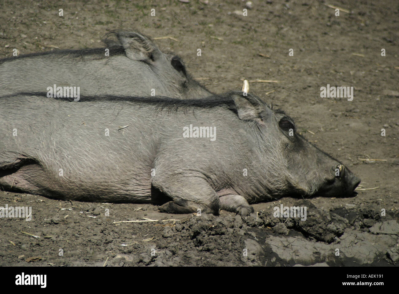 Warthogs in Calgary Zoo Stock Photo - Alamy