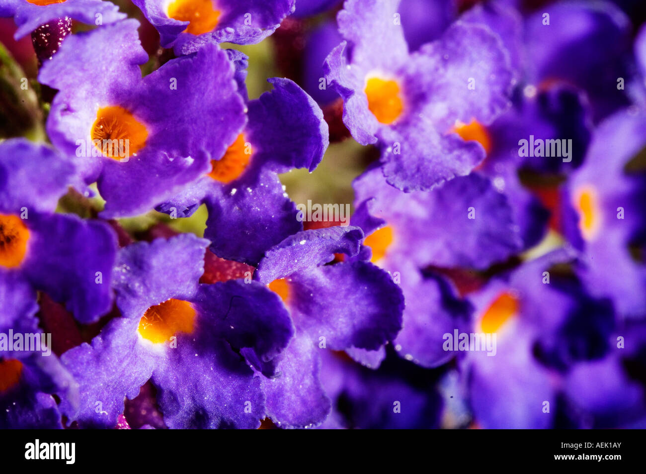Butterfly Bush (Buddleia Davidii Stock Photo - Alamy