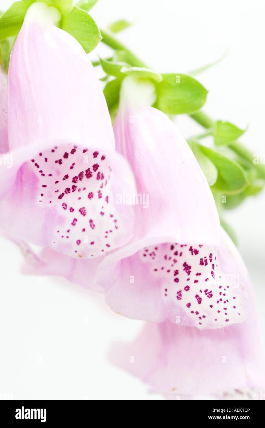 Digitalis digitalis purpurea hi-res stock photography and images - Alamy