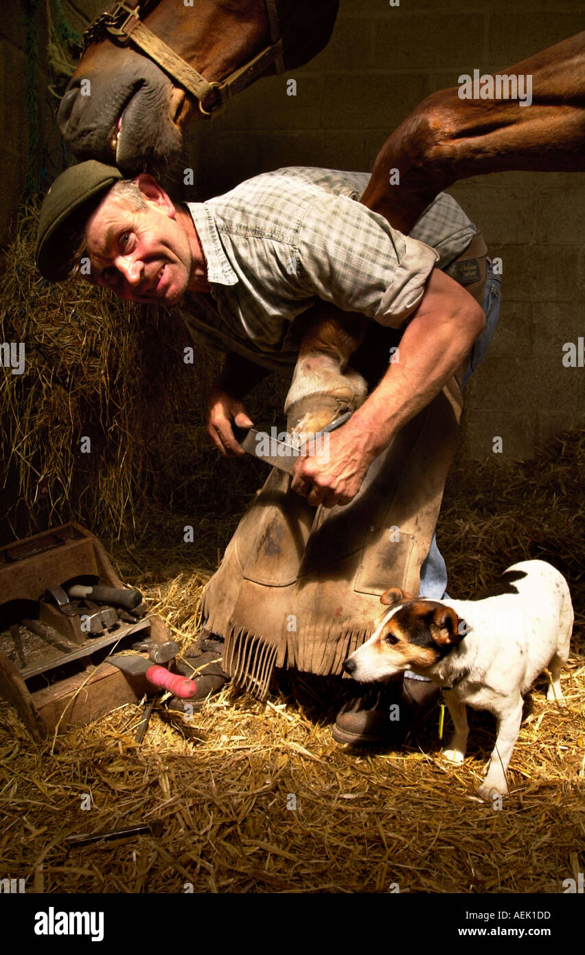 MASTER FARRIER BERNIE TIDMARSH WORKING ON A HUNTER BELONGING TO EMMA ...