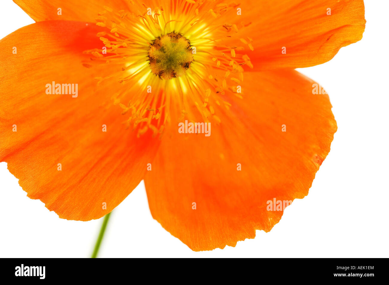 Iceland poppy (Papaver nudicaule Stock Photo - Alamy
