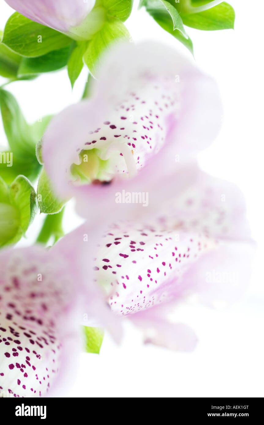 Digitalis hi-res stock photography and images - Alamy