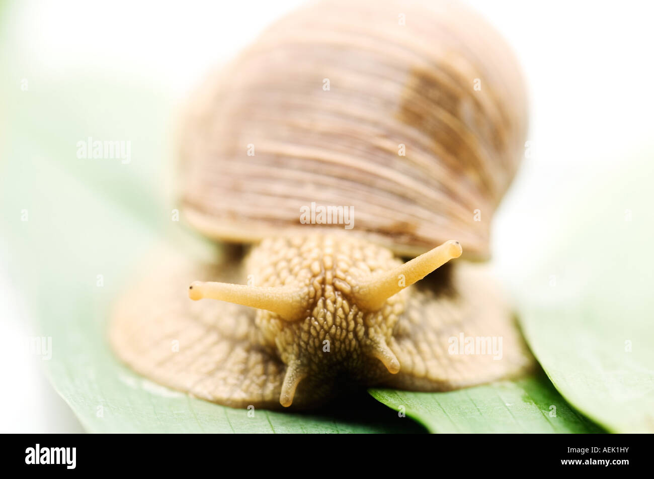 Edible snail (Helix pomatia Stock Photo - Alamy