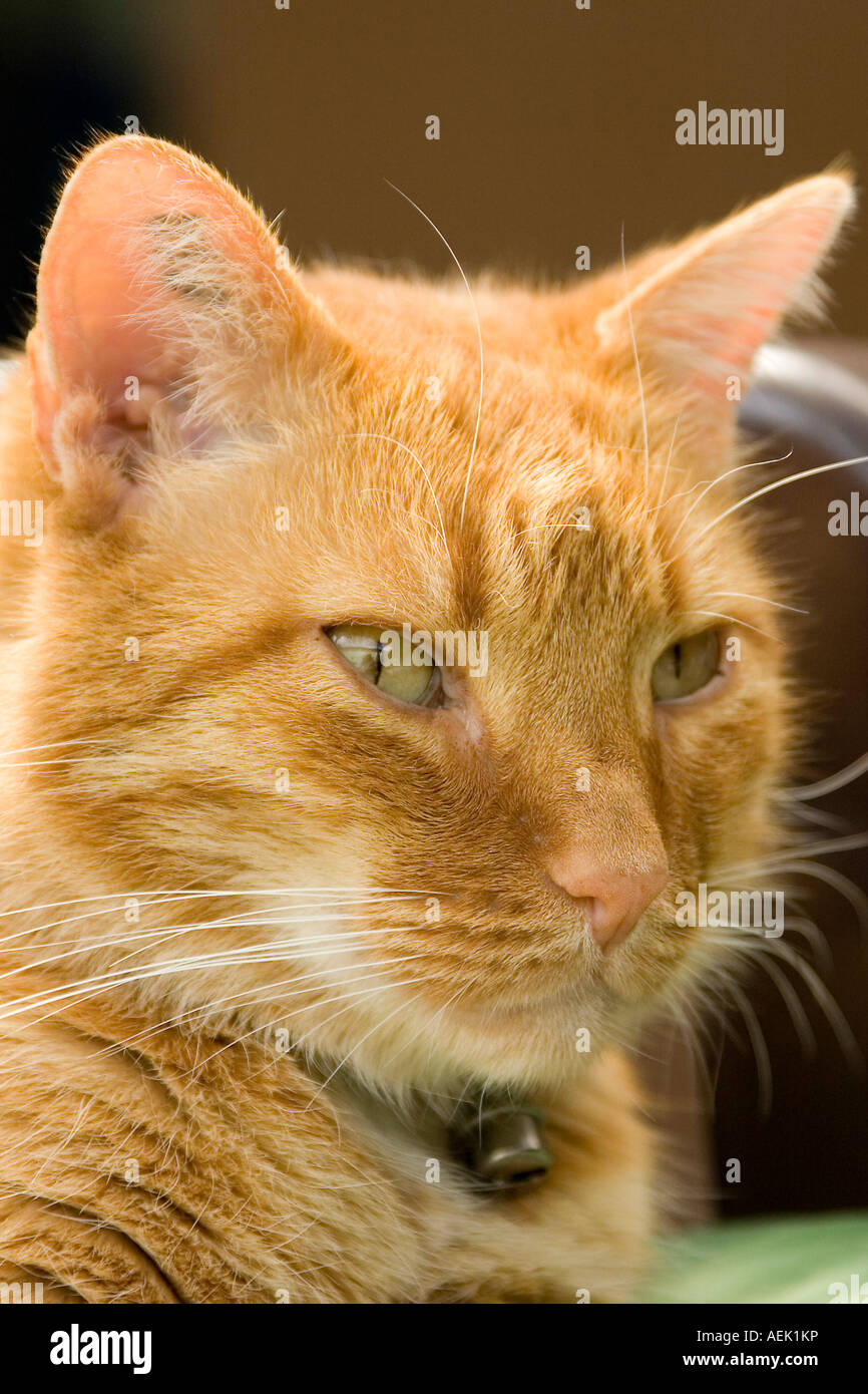 Red striped tomcat Stock Photo - Alamy