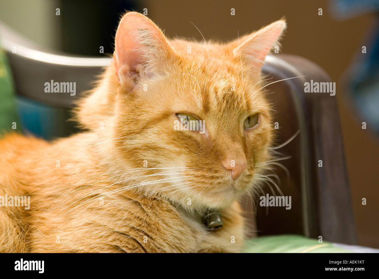 Red striped tomcat Stock Photo - Alamy