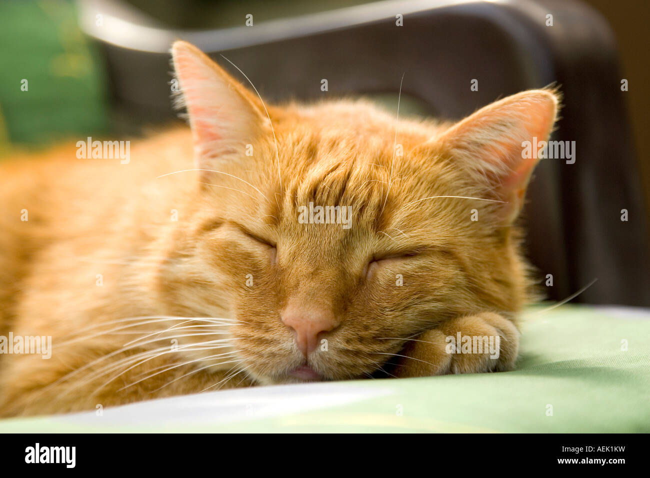 Striped the tomcat hi-res stock photography and images - Alamy
