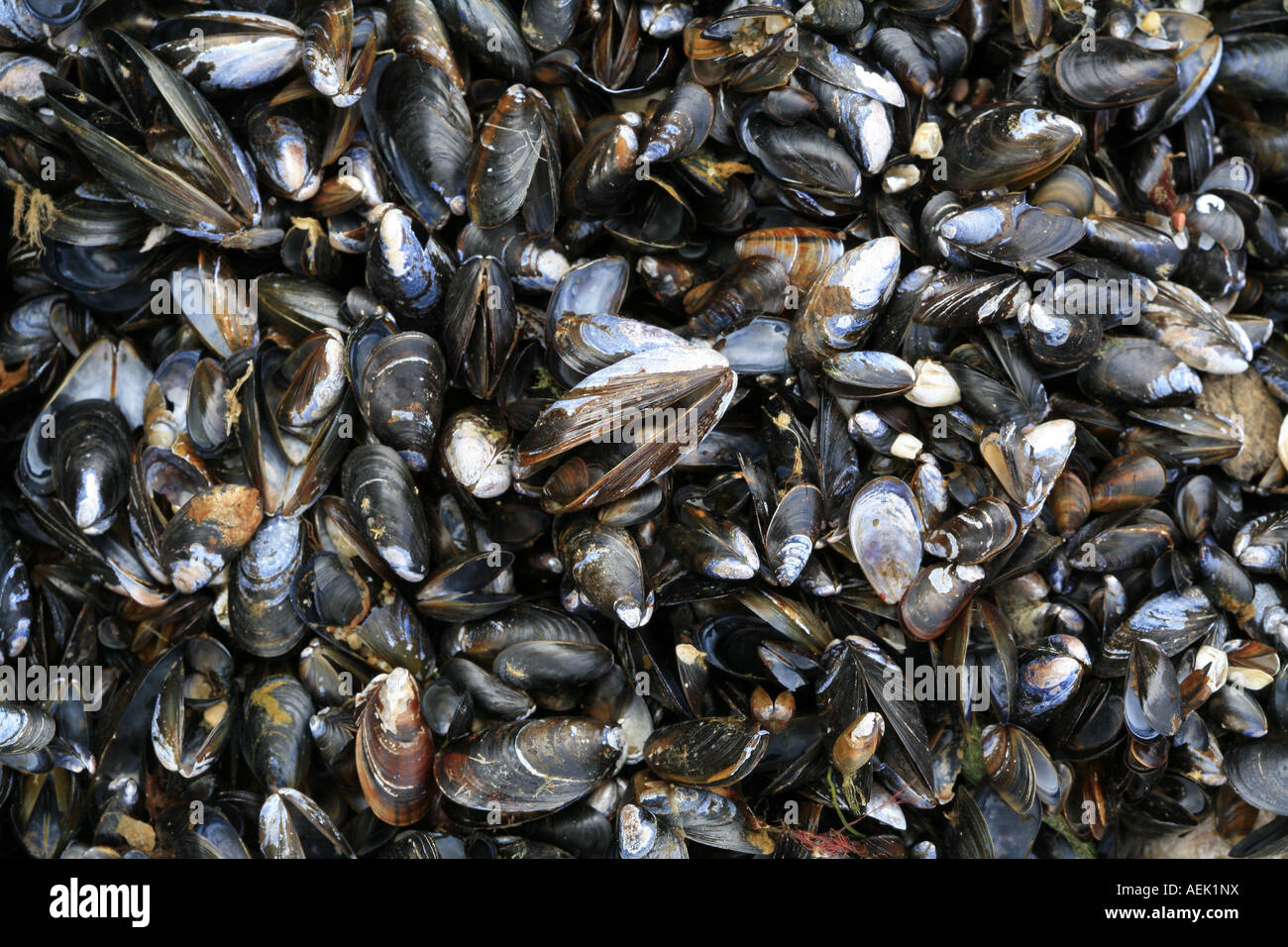 Mussel shells hi-res stock photography and images - Alamy