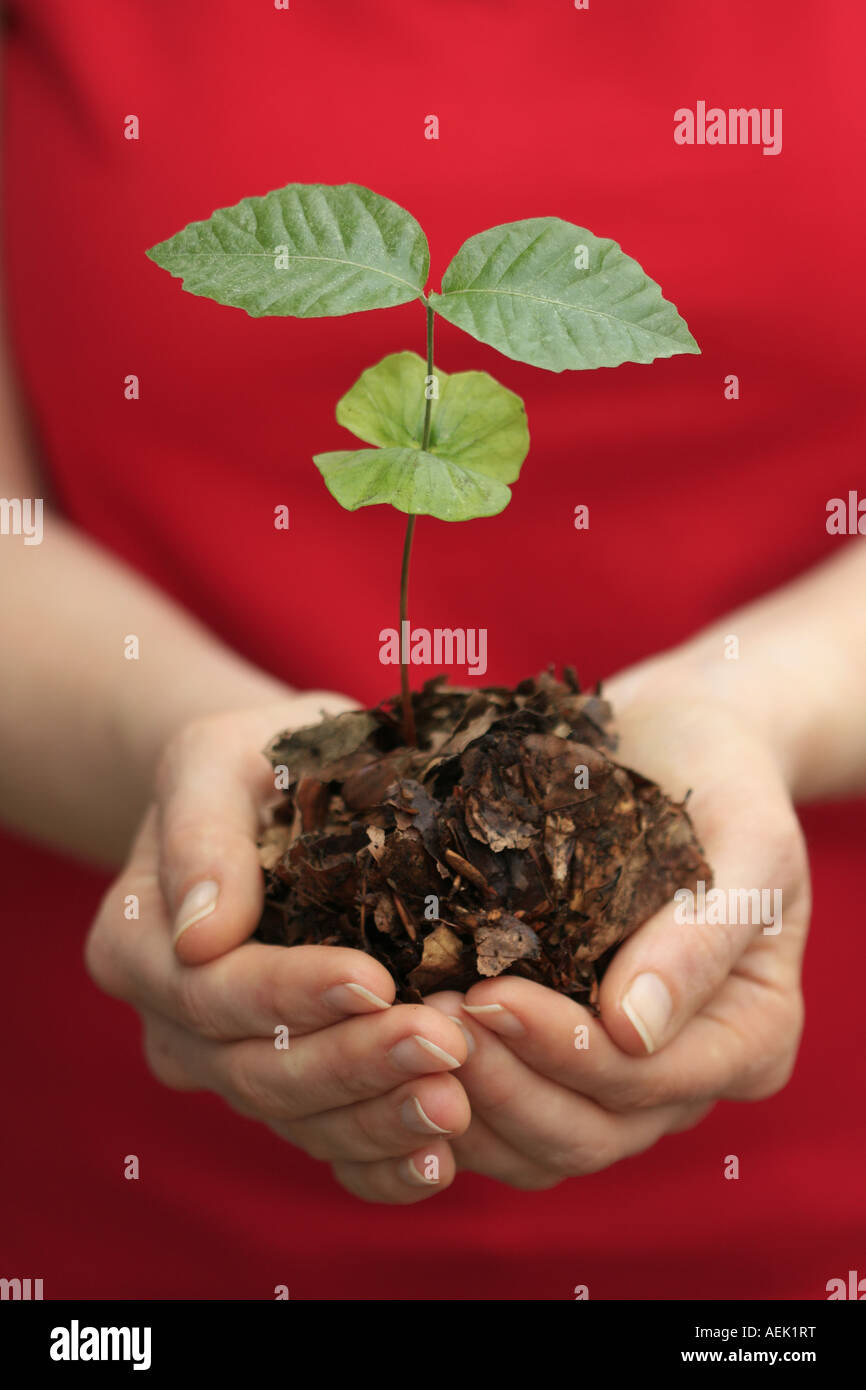 Little beech sprout Stock Photo - Alamy