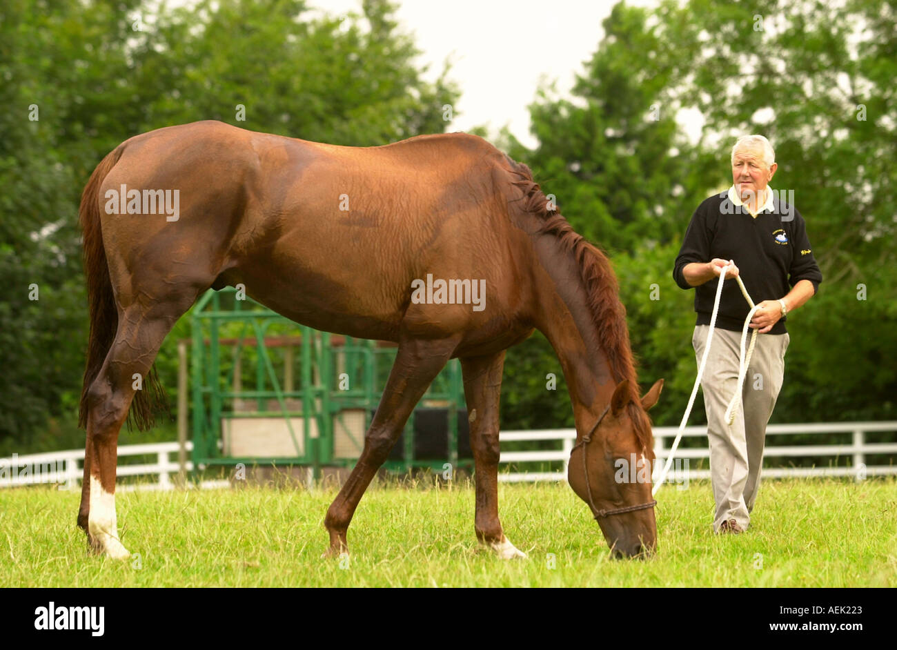 Persian punch racehorse hi-res stock photography and images - Alamy