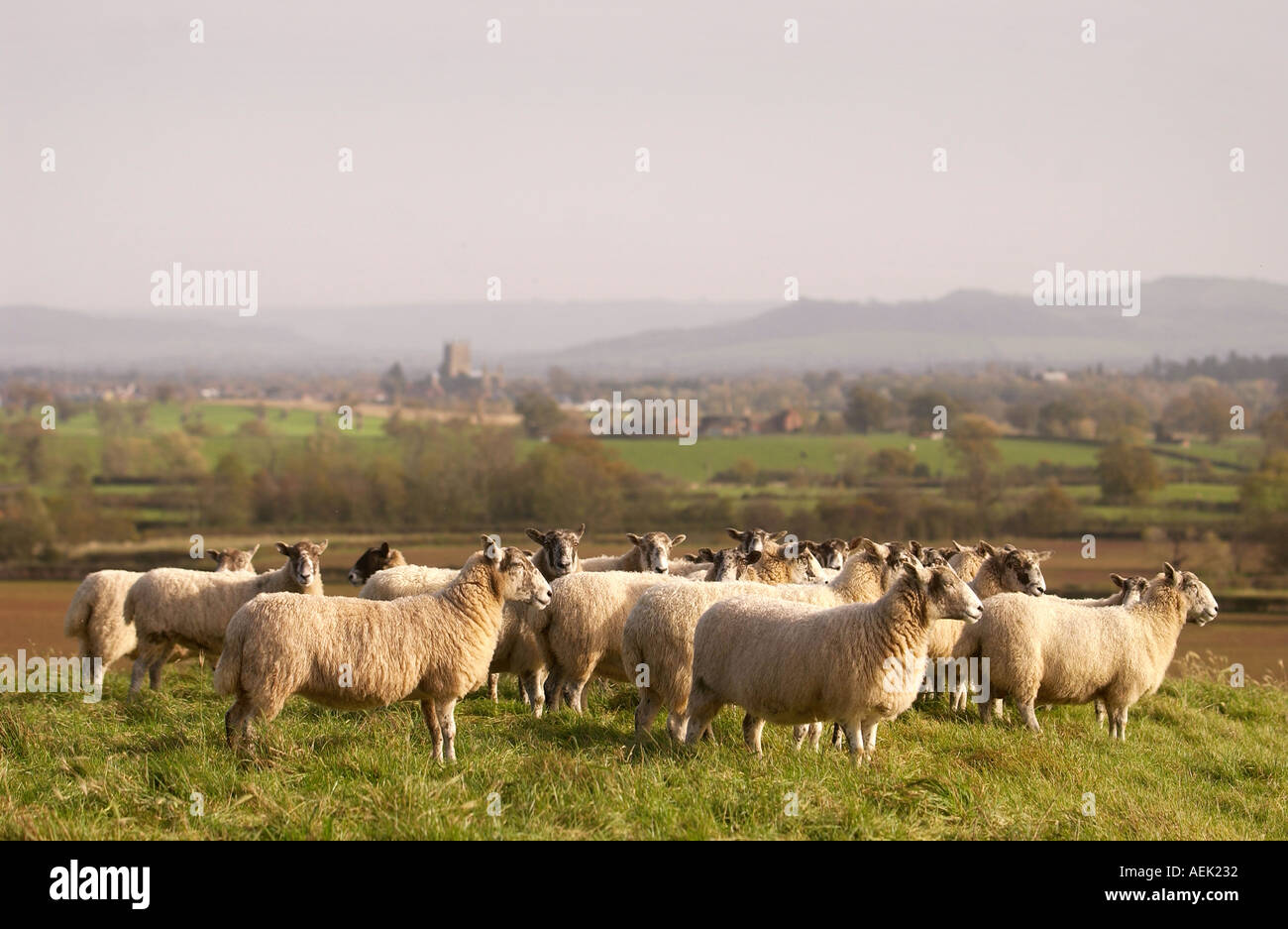 FLOCK OF SHEEP WITH BACKGROUND SHOWING TEWKESBURY ABBEY IN ...