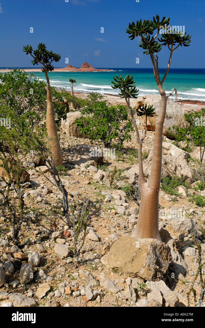 Socotra Desert Rose or Bottle Tree, adenium obesum sokotranum, Socotra ...