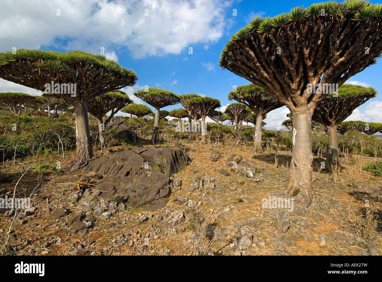 Dragon´s Blood Tree on Socotra island, Yemen Stock Photo - Alamy