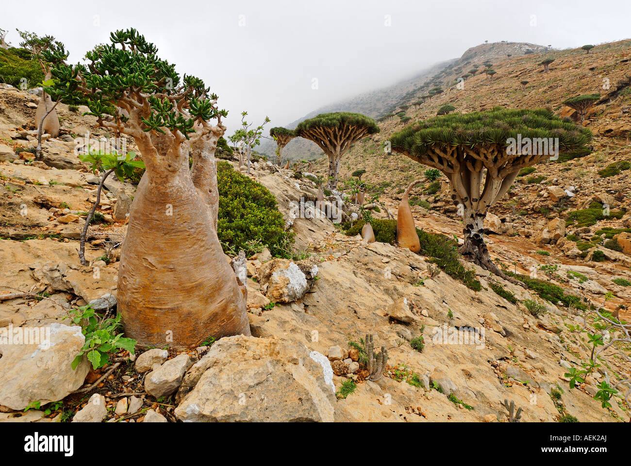 Dragon´s Blood Tree on Homhil Plateau, Sokotra island, Yemen Stock ...