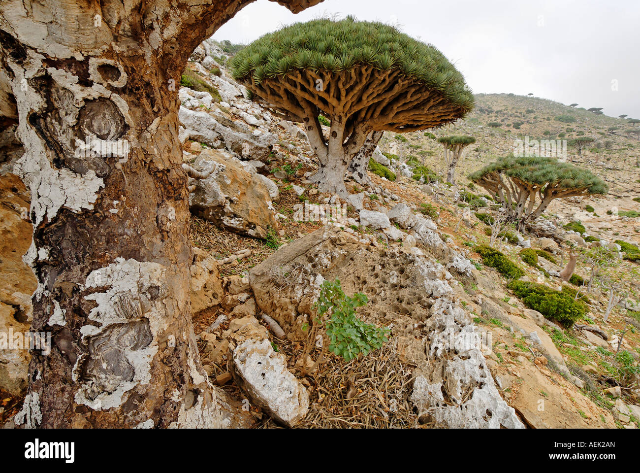 Dragon´s Blood Tree on Homhil Plateau, Sokotra island, Yemen Stock ...