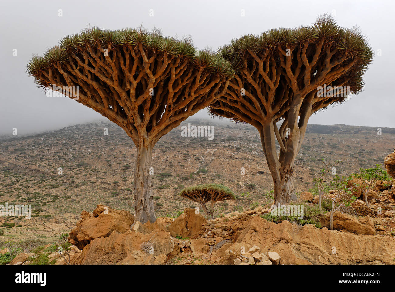 Dragon´s Blood Tree on Socotra island, Yemen Stock Photo - Alamy