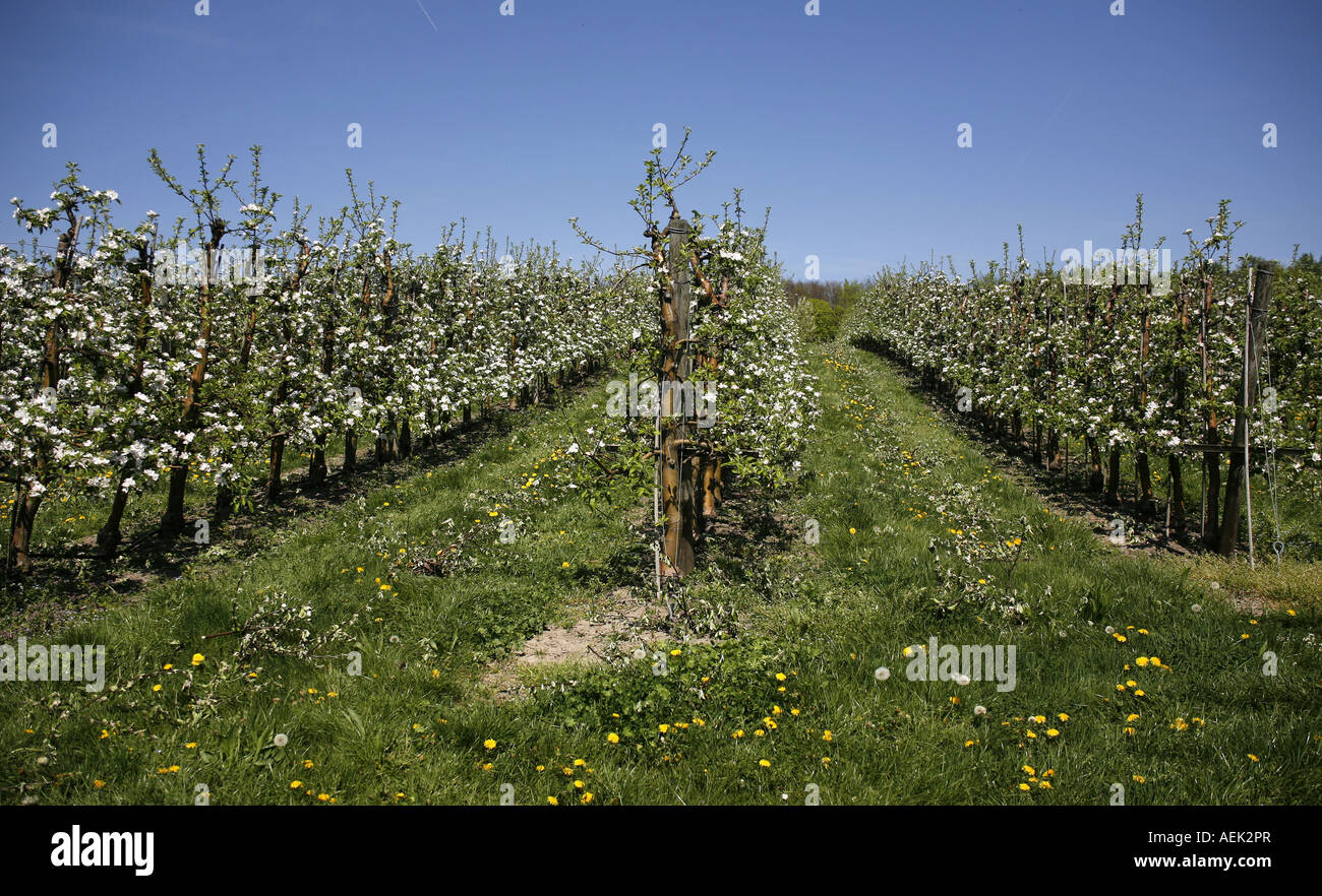 Apple tree orchad Stock Photo - Alamy