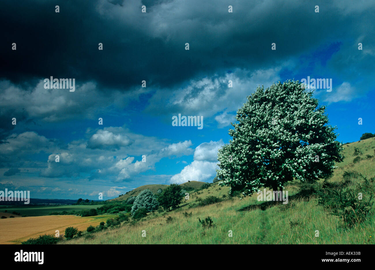 Whitebeam Tree Ivinghoe Hills Bucks Chilterns UK Summer Stock Photo - Alamy