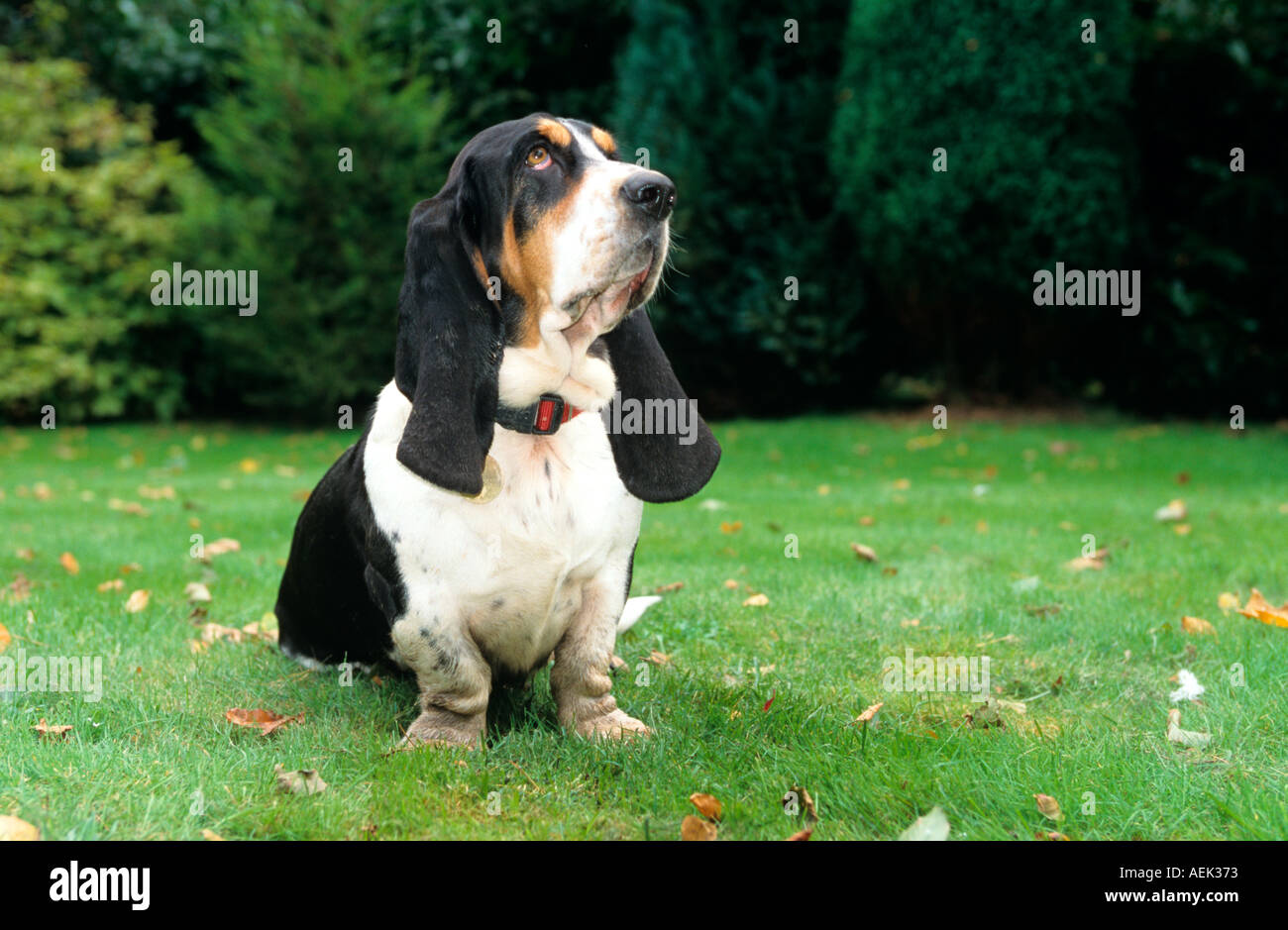 Basset hounds family hi-res stock photography and images - Alamy