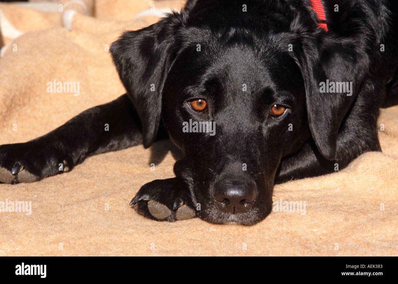 Black Labrador Norfolk UK Stock Photo - Alamy