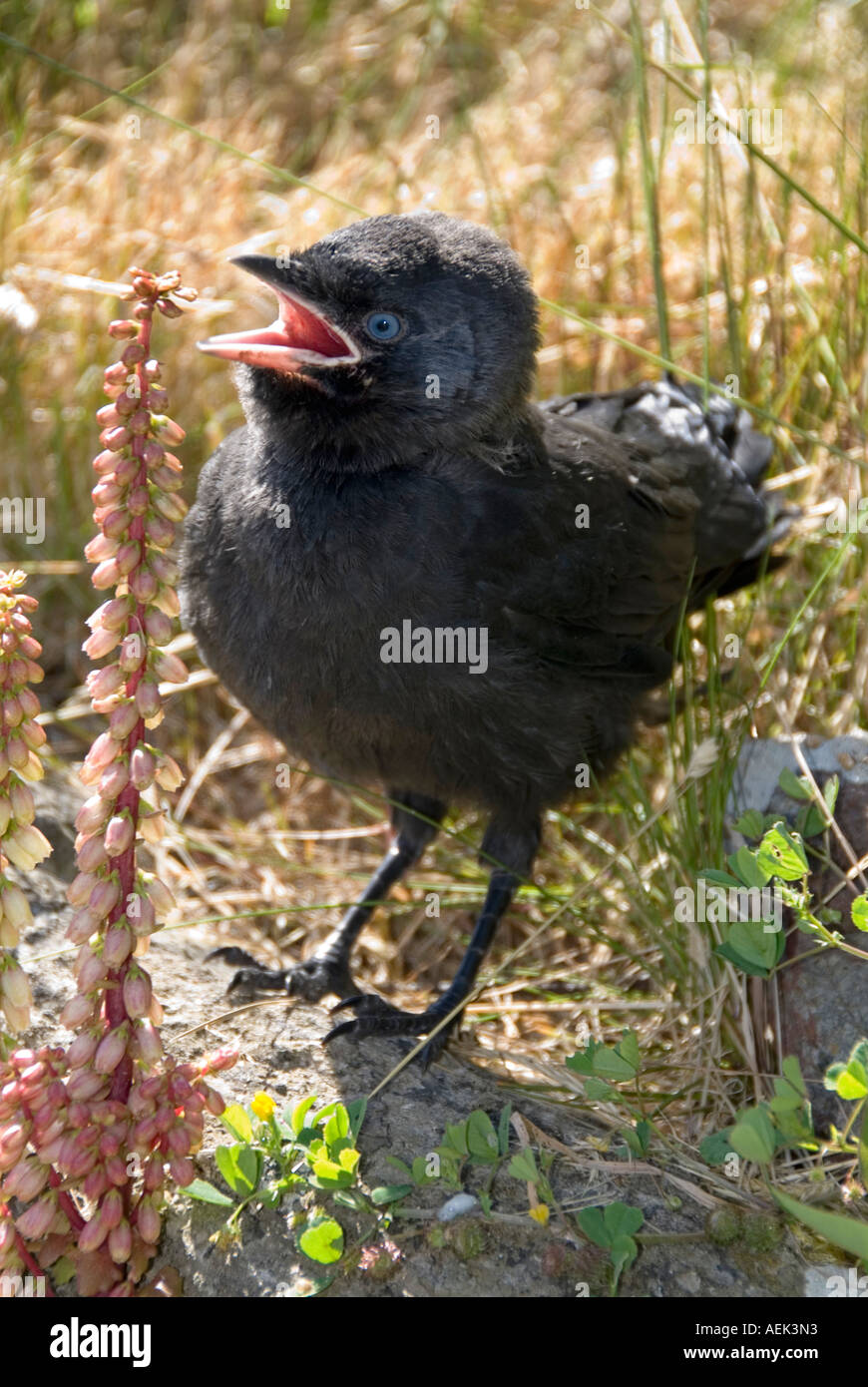 Close up of baby crow bird making a fuss seemingly lost in rough ...