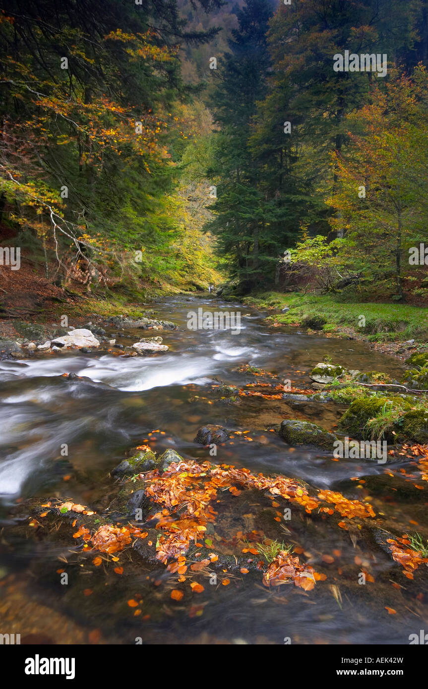 Hoja de agua hi-res stock photography and images - Alamy