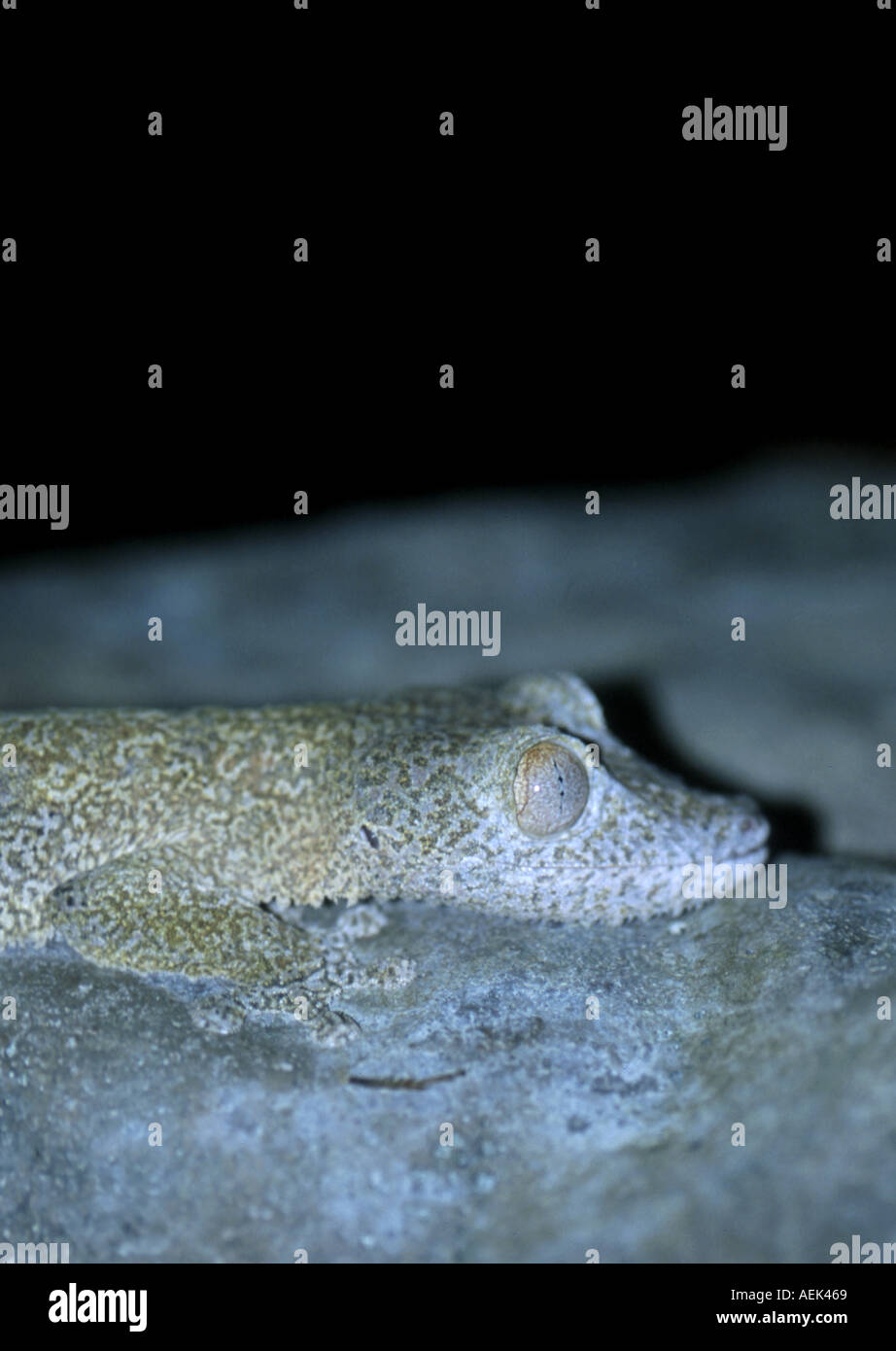 Leaf Tailed Gecko or uroplatus henkeli Nano Calvo Visual Written Stock ...