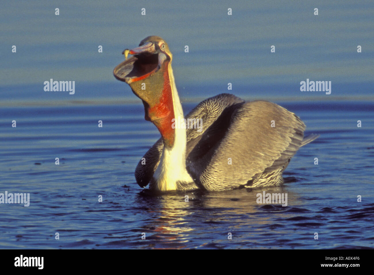 Brown Pelican in full breeding colors with beak opened Pelecanus ...
