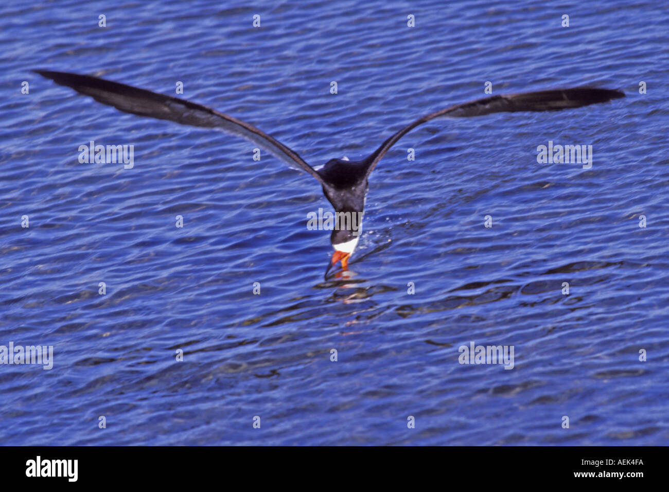 Black Skimmer skimming Rynchops niger Bolsa Chica Wetlands California ...
