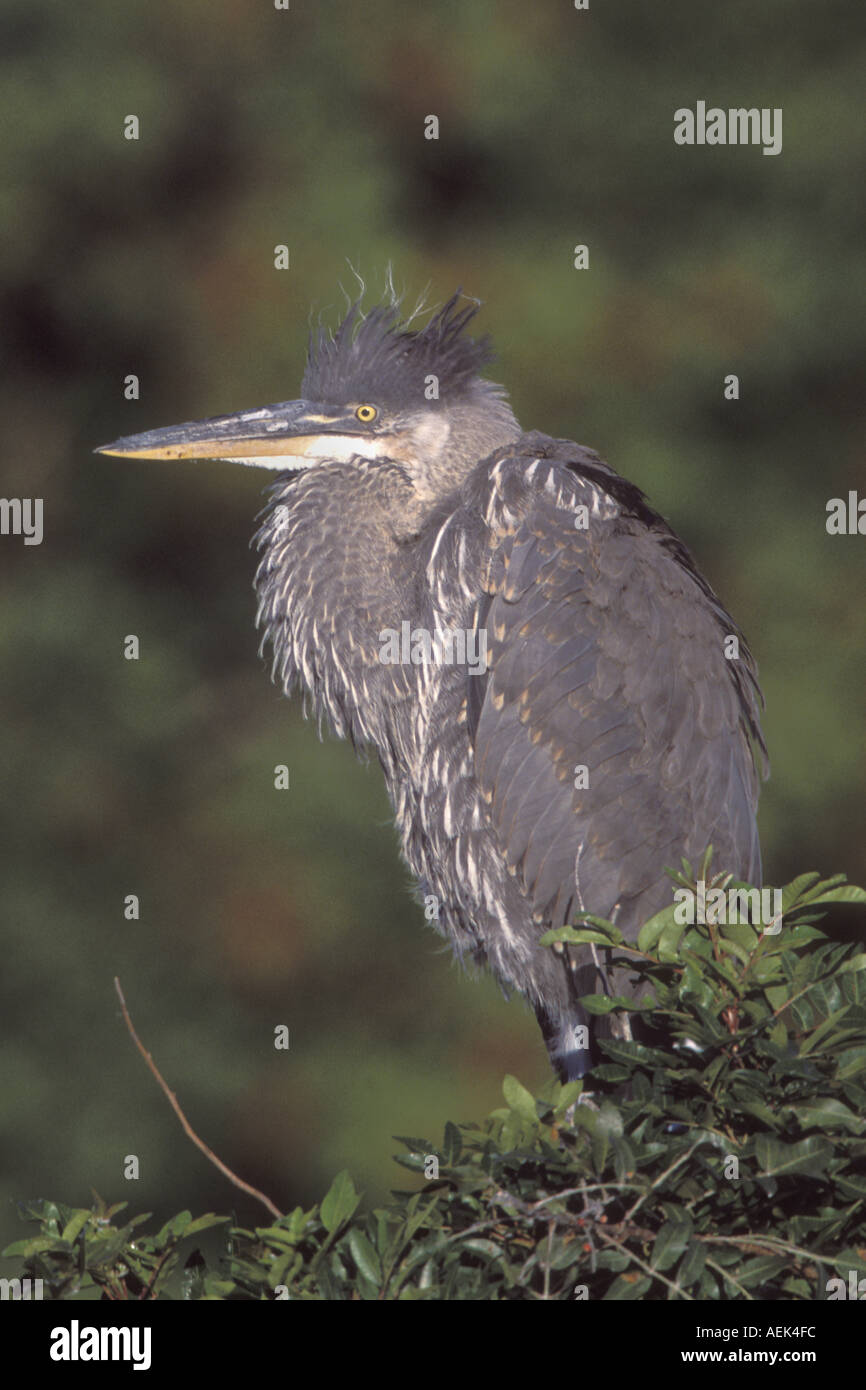 Great Blue Heron chick Ardea herodias Venice Rookery Florida Stock ...