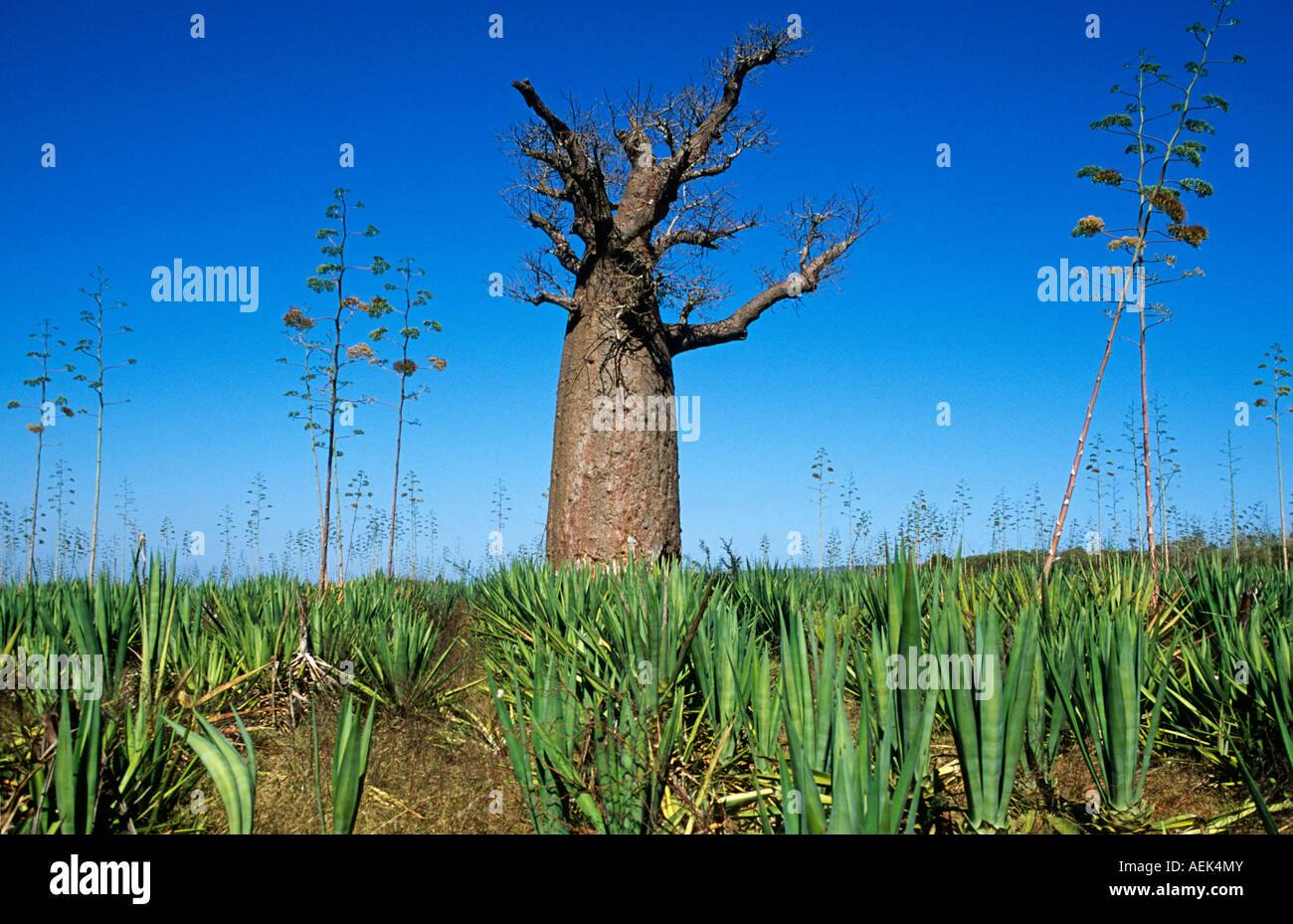 Baobab tree (Magnoliophyta, Magnoliopsida, Malvales, Malvaceae ...
