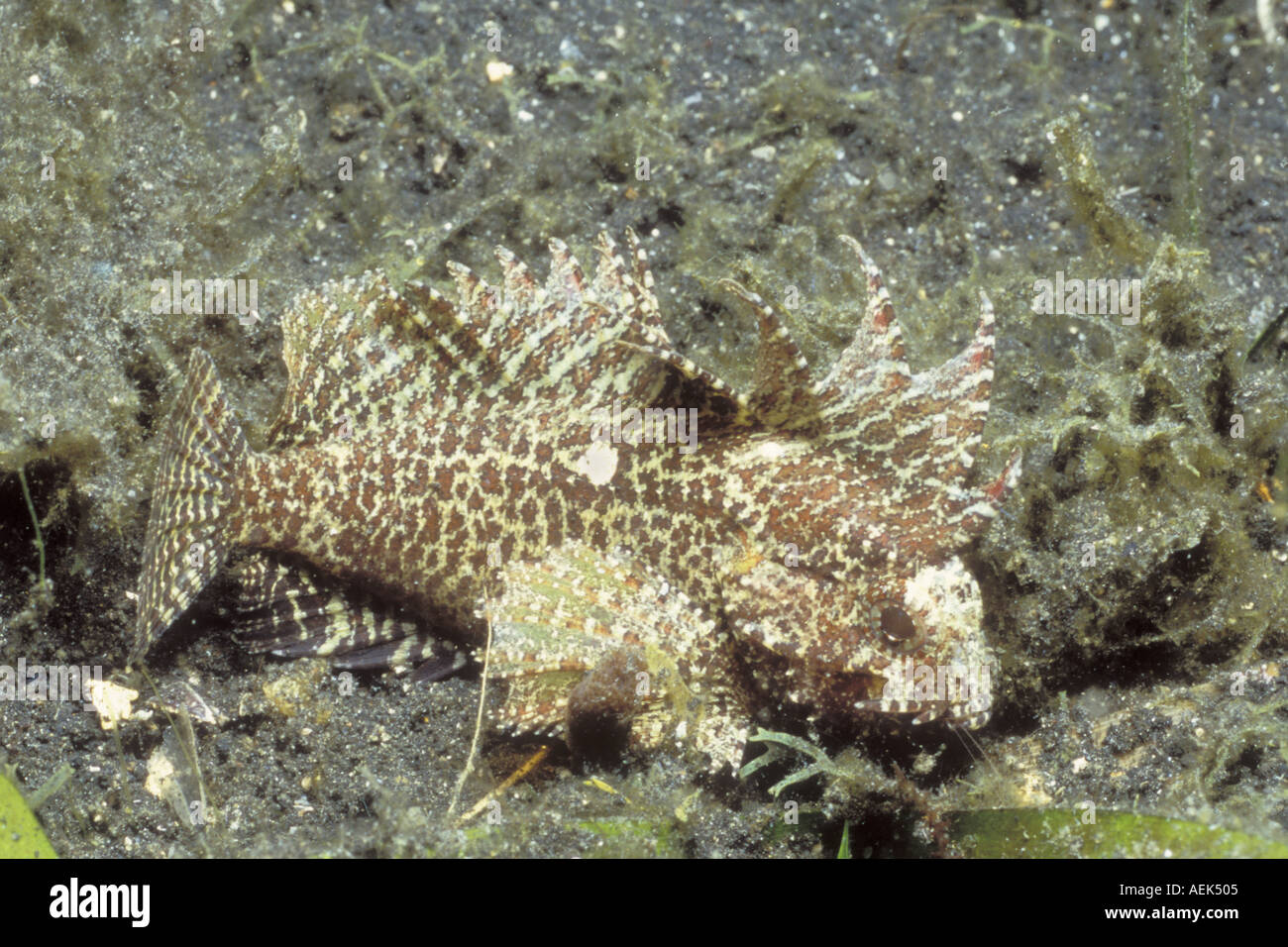 Longspinus hi-res stock photography and images - Alamy