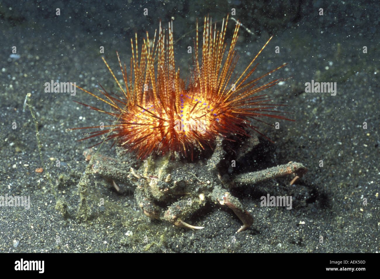 Carrier Crab with Sea Urchin on it s back for protection Lembeh Straits ...