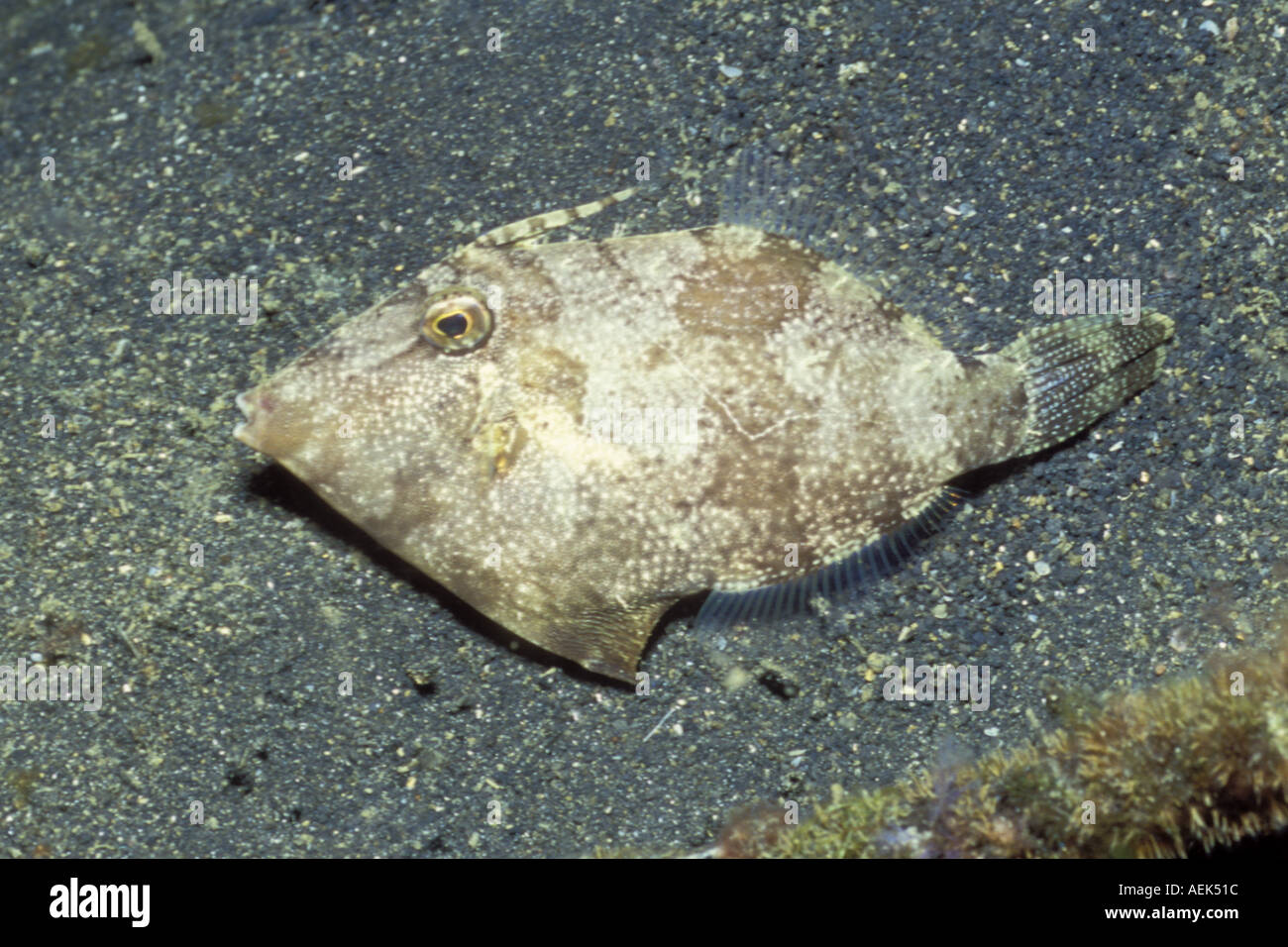 Strapweed Filefish Pseudomonacanthus macrurus Lembeh Straits Indonesia ...