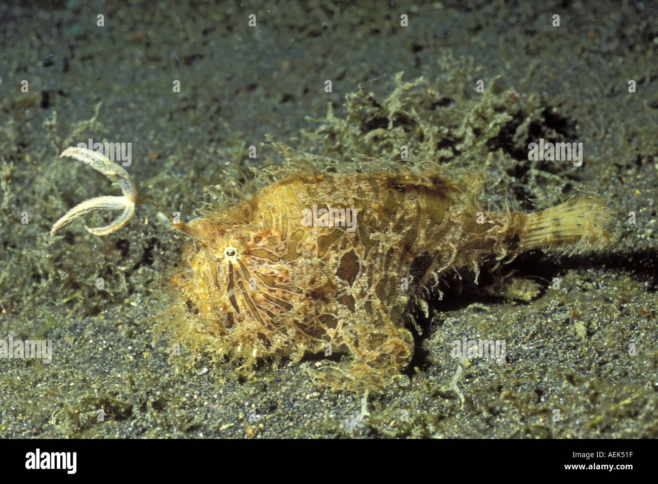 Striated Frogfish with appendage extended as fishing lure Antennarius ...