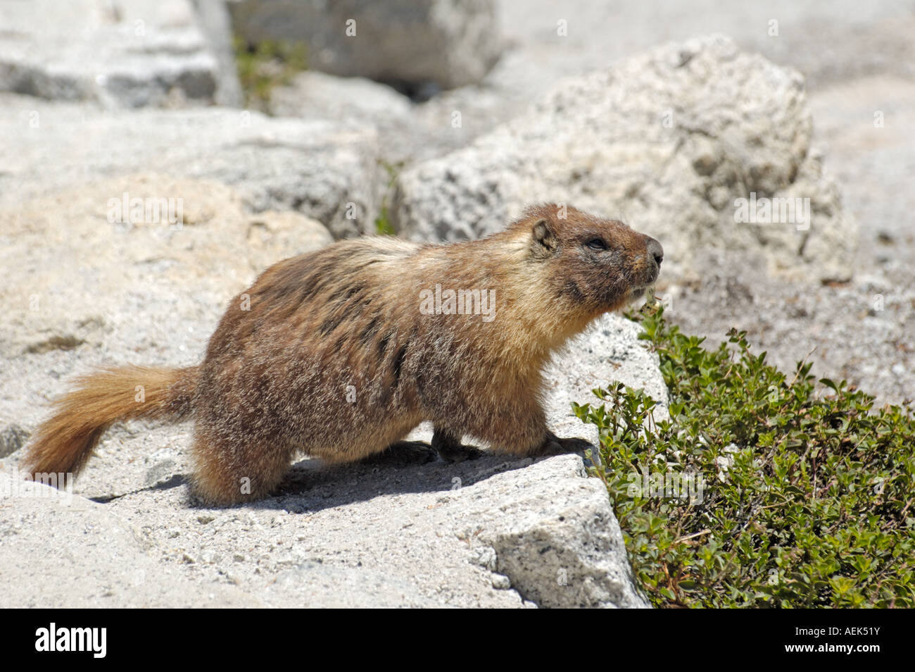 Yellow bellied Marmot in Yosemite National Park Stock Photo - Alamy