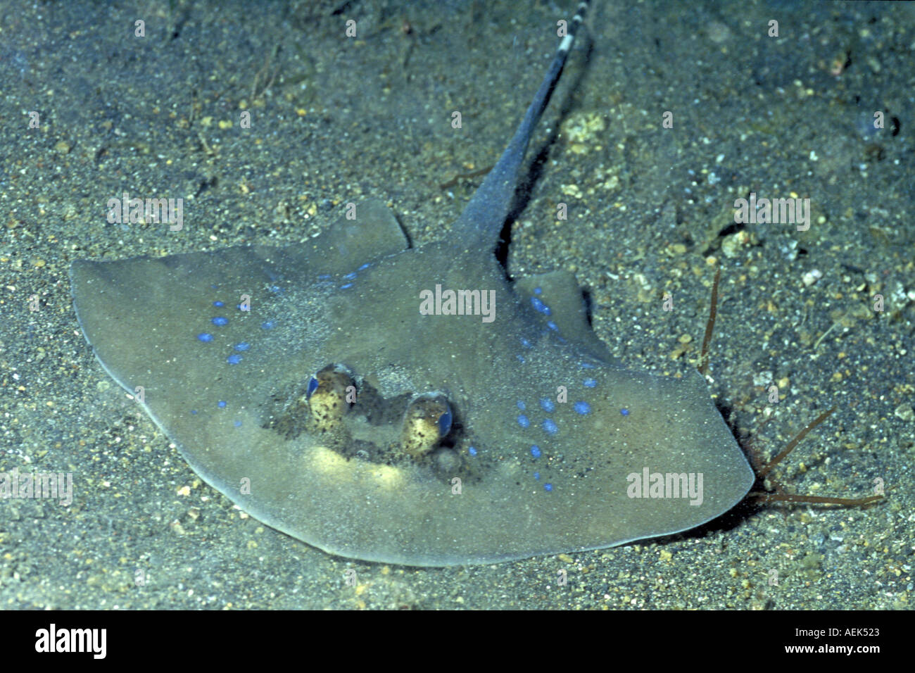 Blue spotted Ribbontail Ray Taeniura lymma Lembeh Straits Indonesia ...
