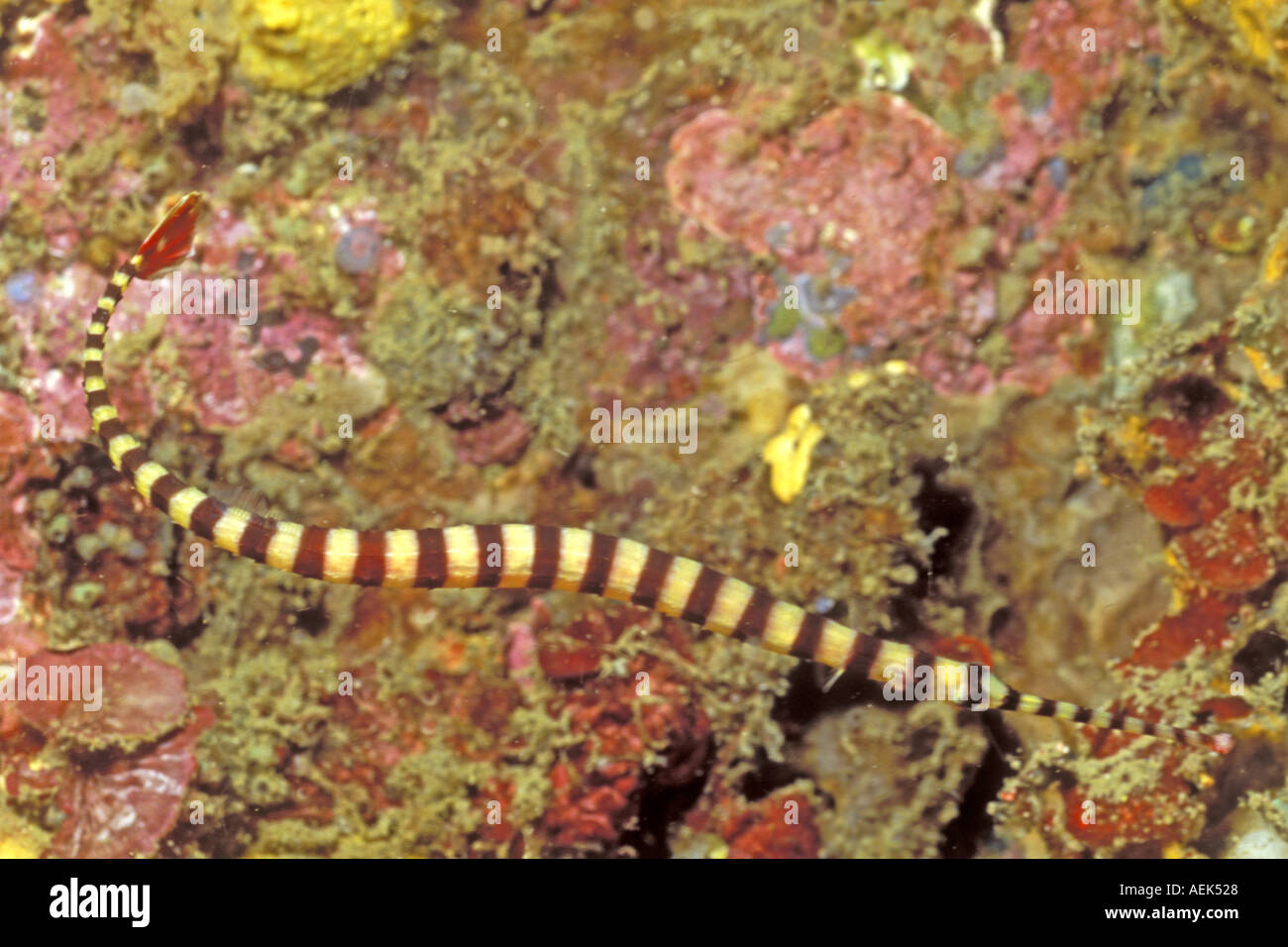 Doryrhamphus dactyliophorus hi-res stock photography and images - Alamy