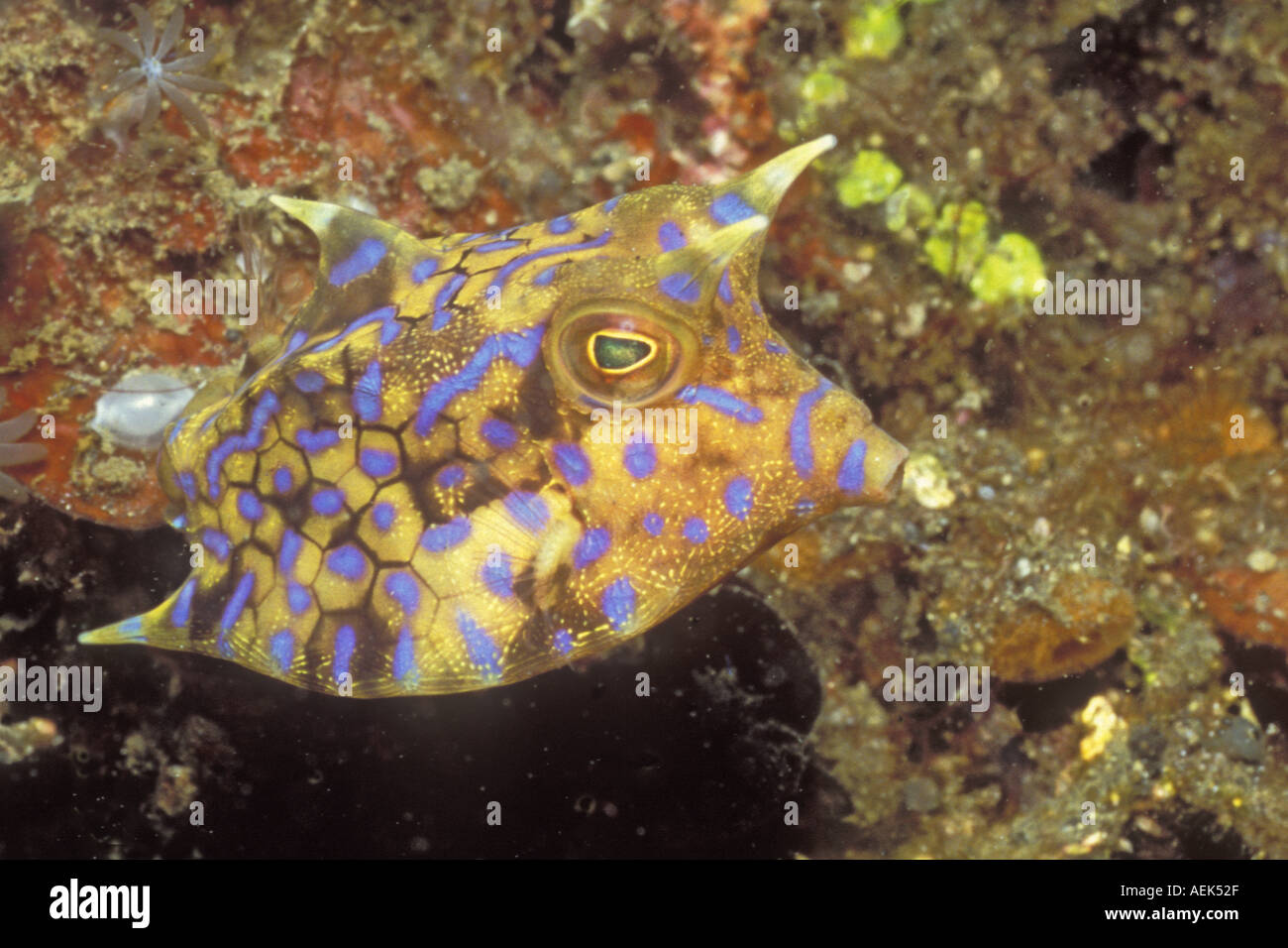 Thornback Cowfish Lactoria formasini Lembeh Straits Indonesia Stock ...