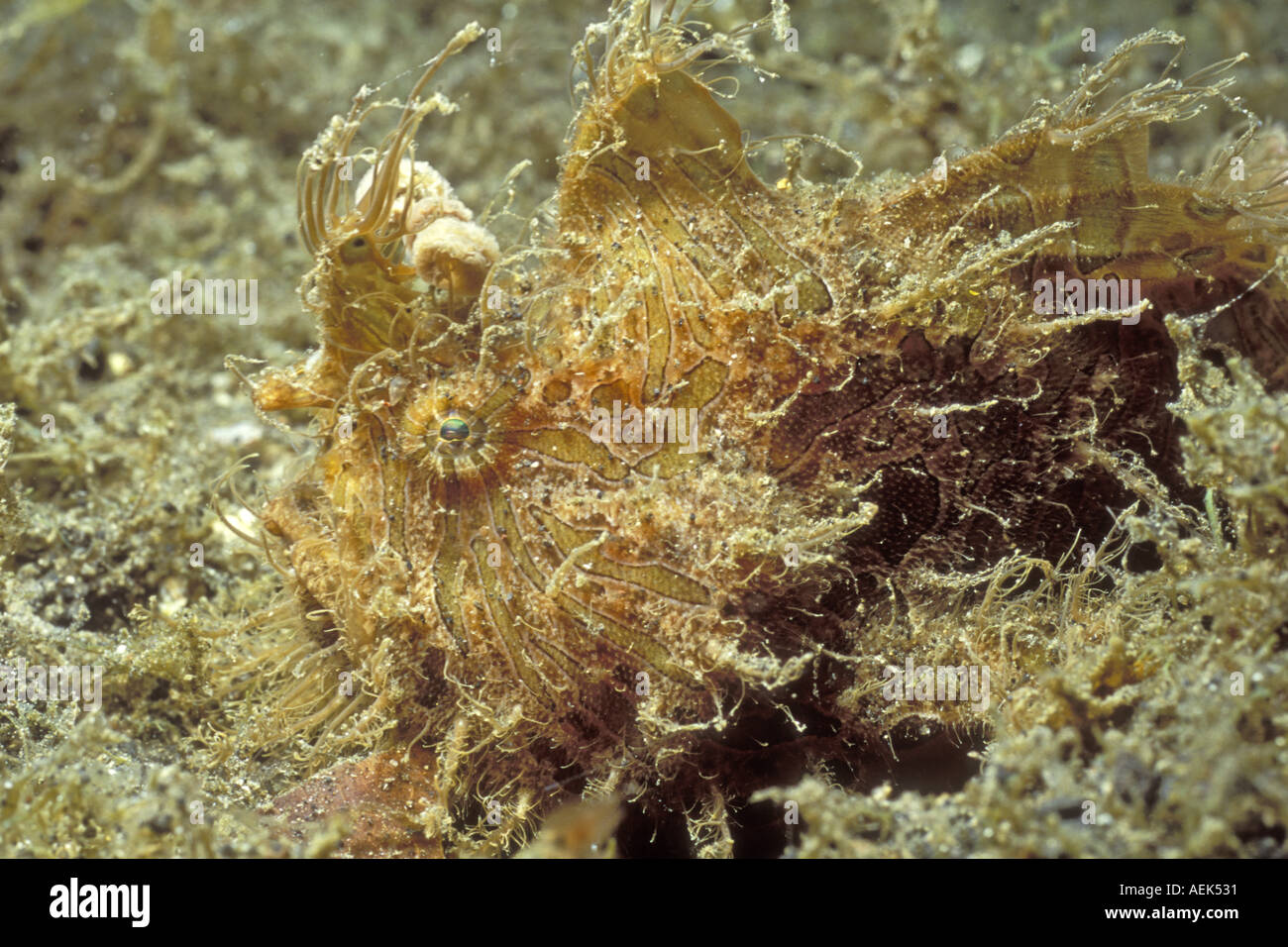 Striated Frogfish aka Hairy Frogfish Antennarius striatus Lembeh ...
