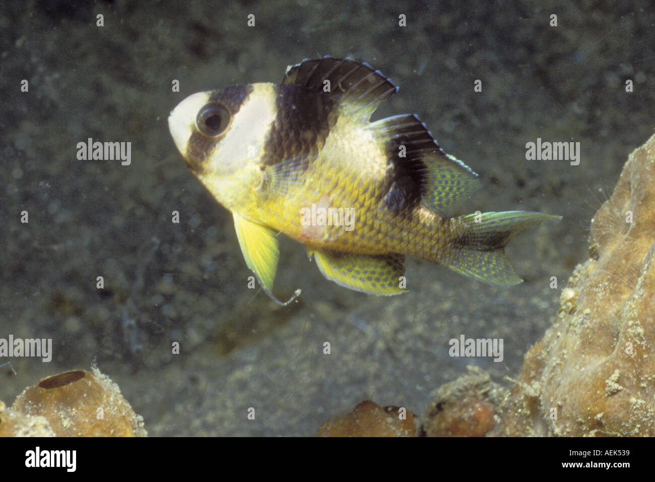 Short headed Damselfish Amblypomacentrus breviceps Lembeh Straits ...