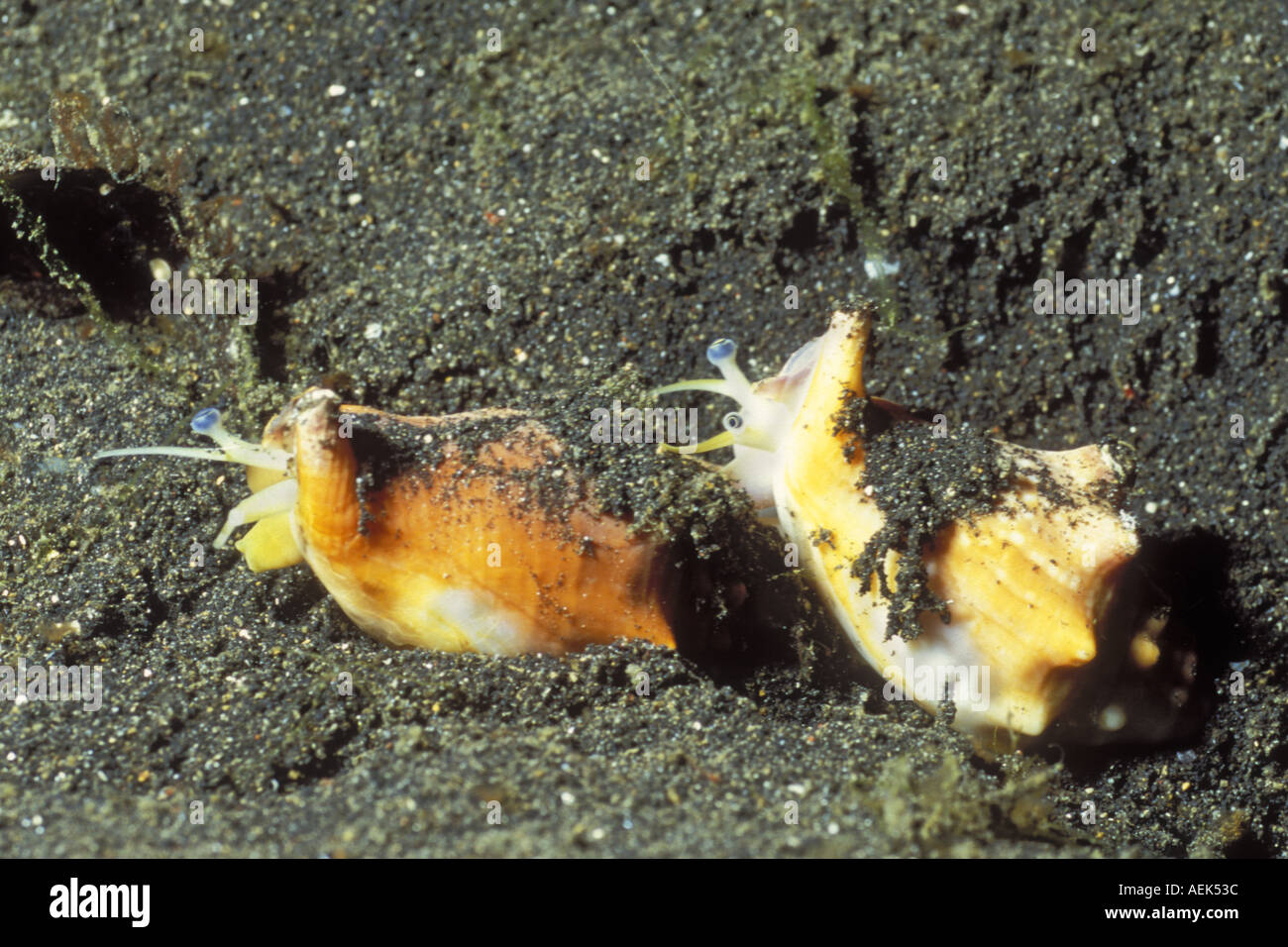 Two Conchs Strombus sp Lembeh Straits Indonesia Stock Photo - Alamy