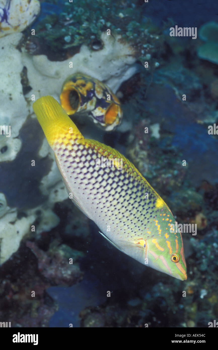 Checkerboard Wrasse Halichoeres hortulanus Lembeh Straits Indonesia ...