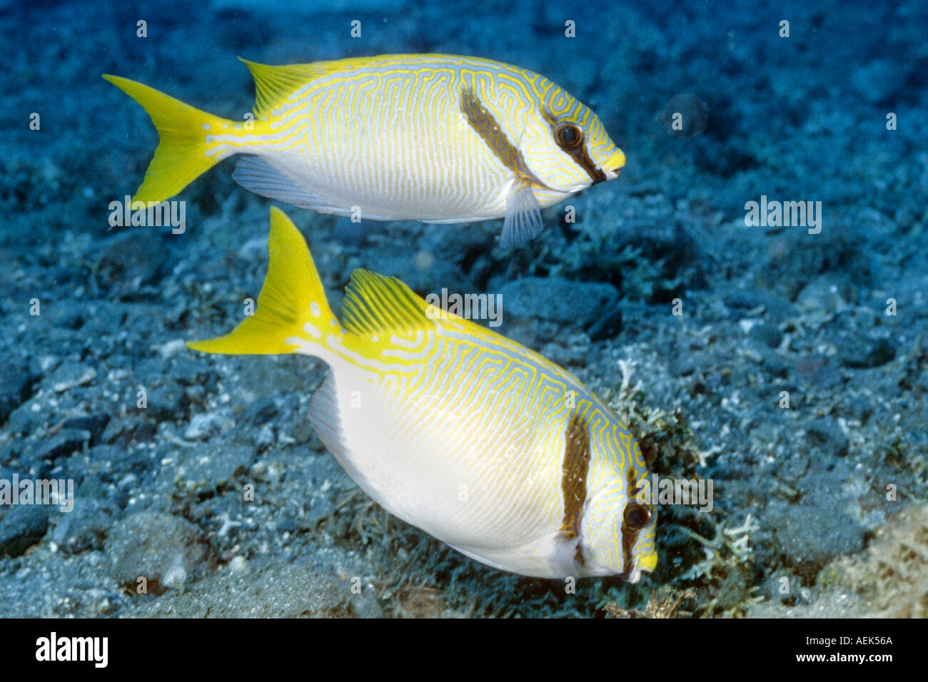 Barred Rabbitfish Siganus doliatus Solomon Islands Stock Photo - Alamy