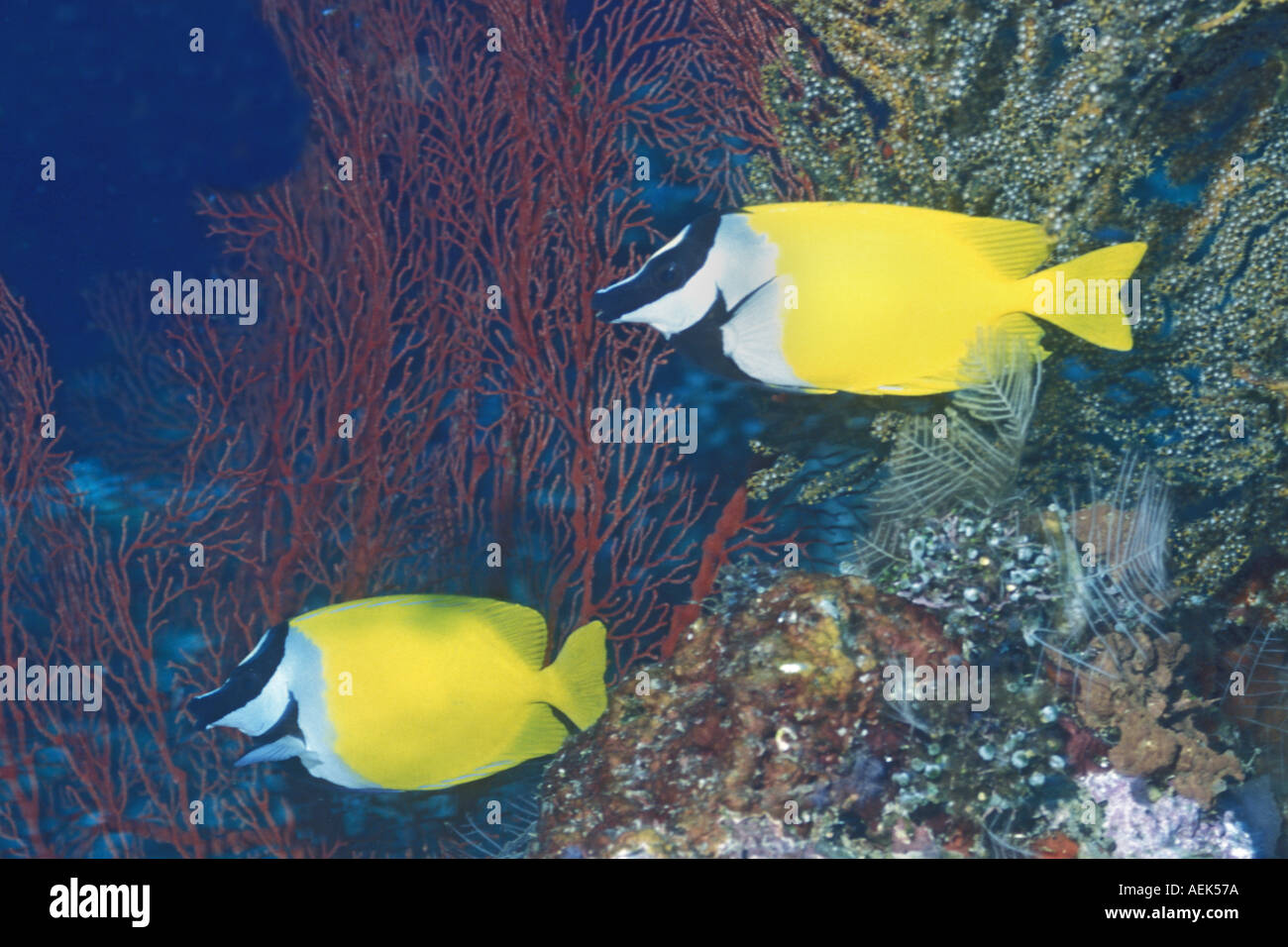 Foxface rabbitfish siganus vulpinus hi-res stock photography and images ...