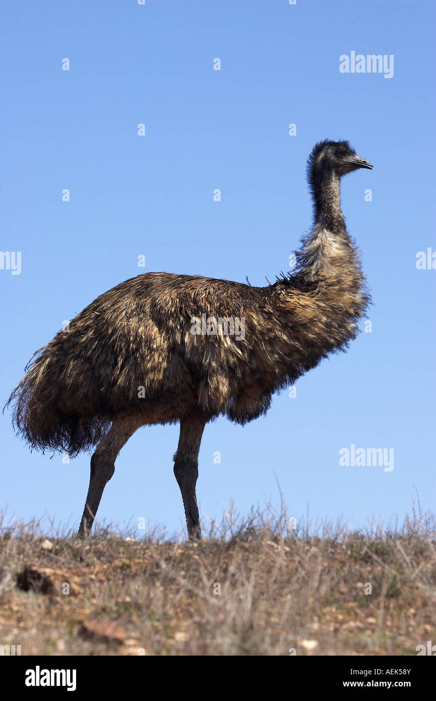 Animals of flinders ranges hi-res stock photography and images - Alamy